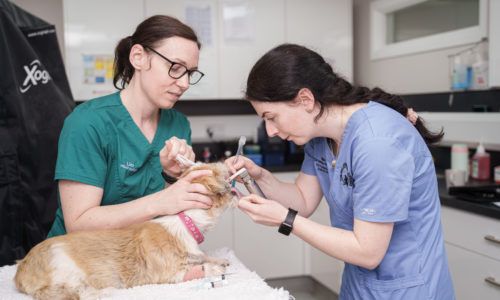 Acorn Vets Centre | Superb Pet Care in the Wirral