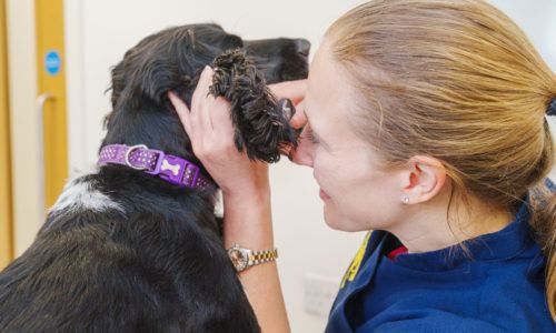 Who We Are | Acorn Vets Centre